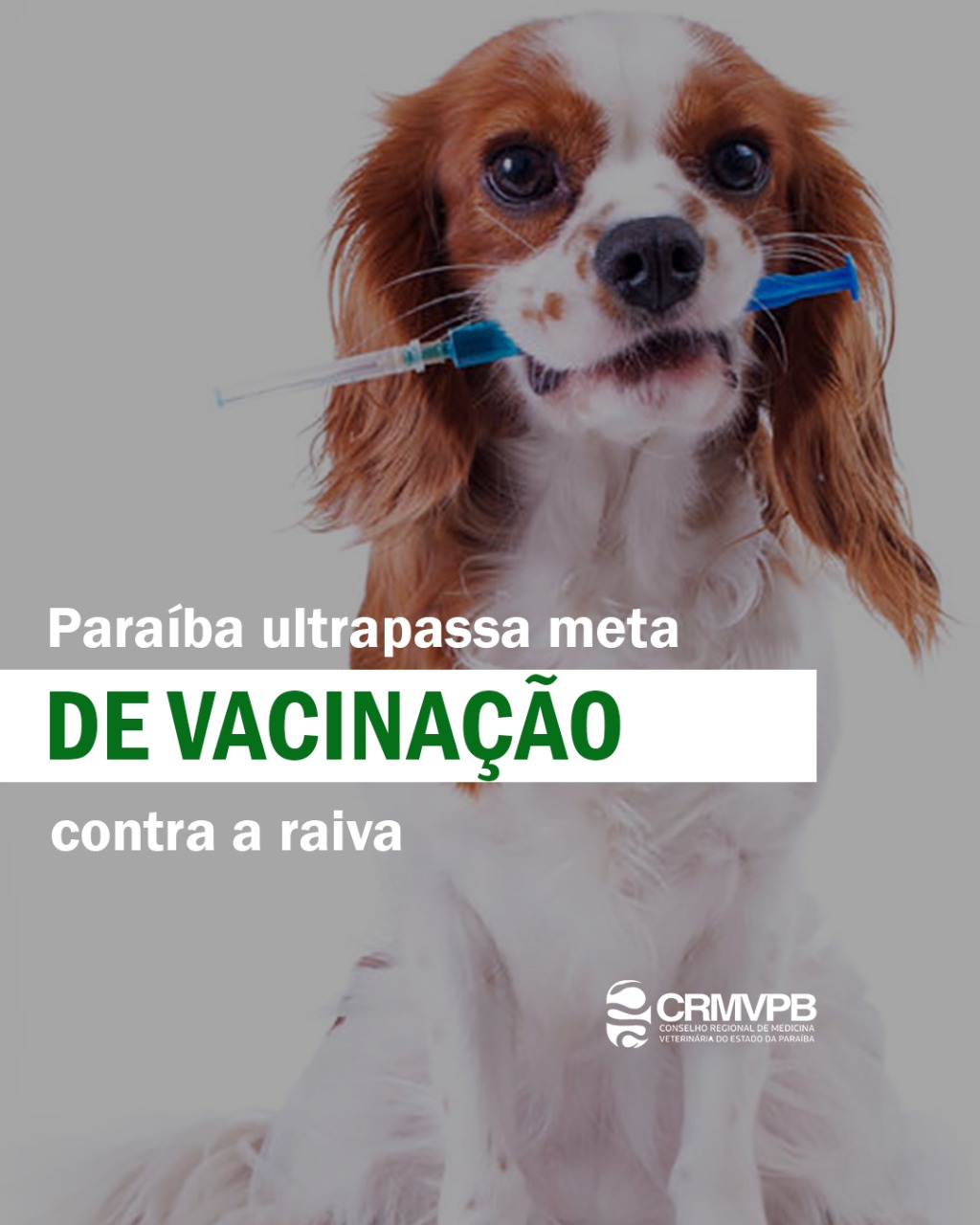 Paraíba vacina mais de 97% dos animais contra a raiva – CRMV-PB ...