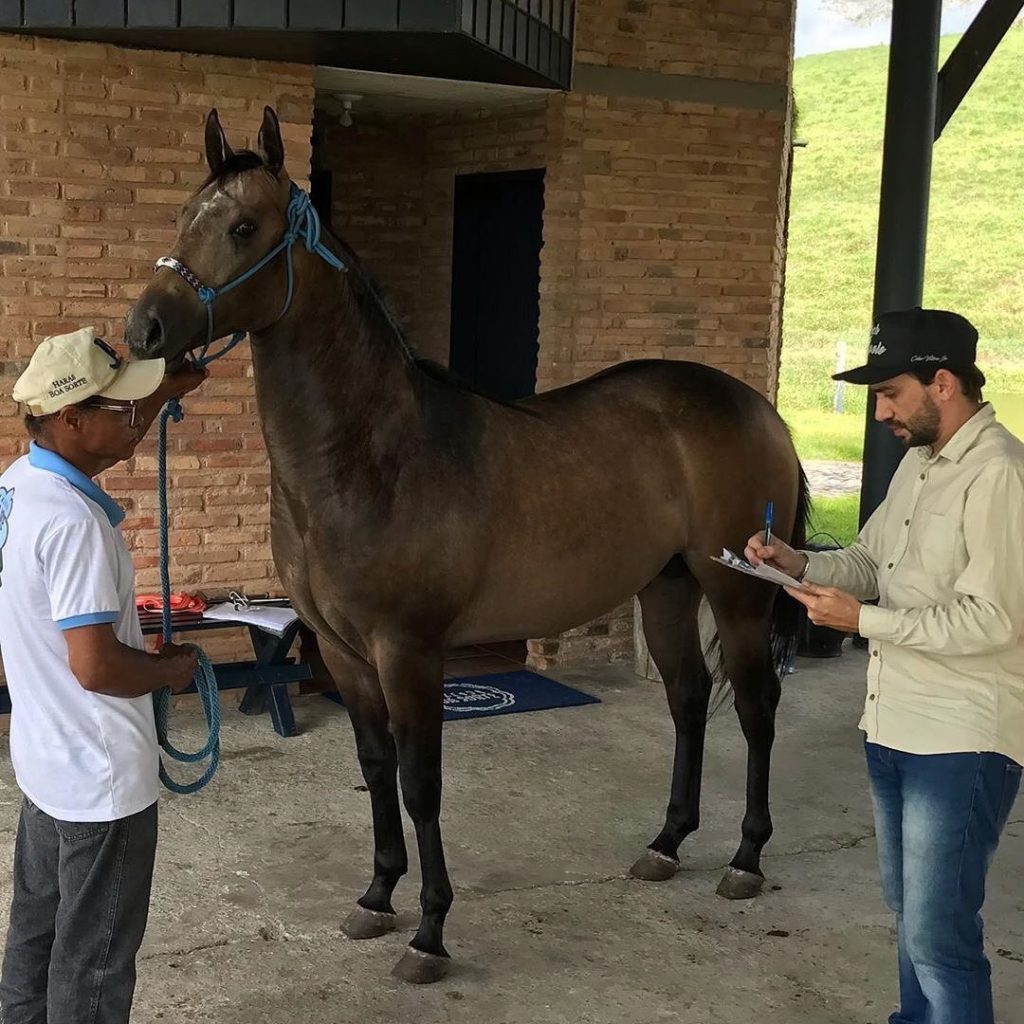 Brasil tem o 4ª maior rebanho equino do mundo; setor movimenta R$ 30 ...